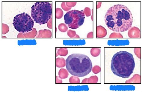 Formed Elements Exam 1 Diagram Quizlet