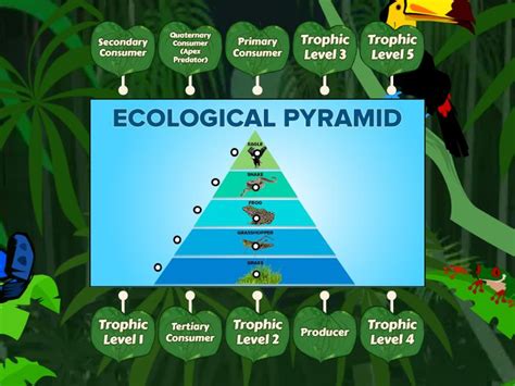 Trophic Level Diagram Label Labelled Diagram