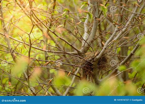 Bird S Nest Built In Branches Of Trees Stock Image Image Of Branches Nest 141974737