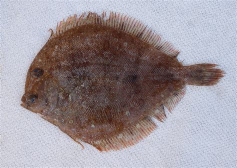 Flounder