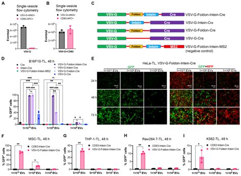 Development Of The Vfic System To Further Improve Intracellular Protein