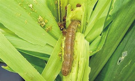 Fall Armyworm Corn