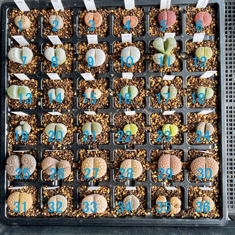 Yahooオークション 25 リトープス・富貴玉系 Lithops Hookeri V Ma