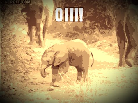 All Categories Timidity