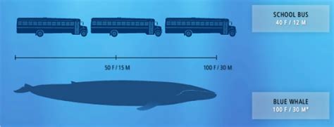 Blue Whale Size Comparison