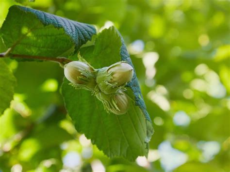 Hazelnut Care Learn More About Growing Hazelnuts And Filberts