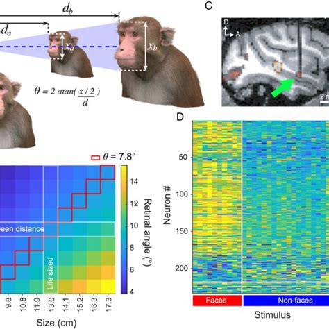 Macaque 3d Avatar Stimulus Scaling And Retinal Angle Matching A An Download Scientific