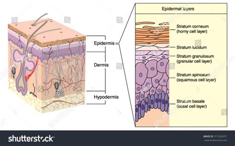 Commercial Page Vesiderm