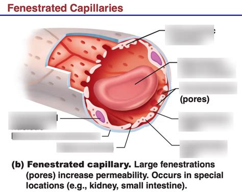 What Are Capillary Fenestrations At Alex Wright Blog