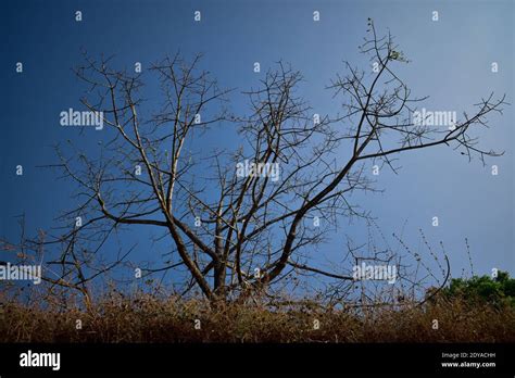 A Dried Up Tree With No Leaves In Focus With Blue Sky Behind And Green Tree In The Back During