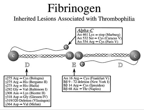 Fibrinogen Molecule