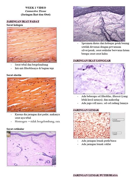 Msk Lecture Histology Notes Pdf