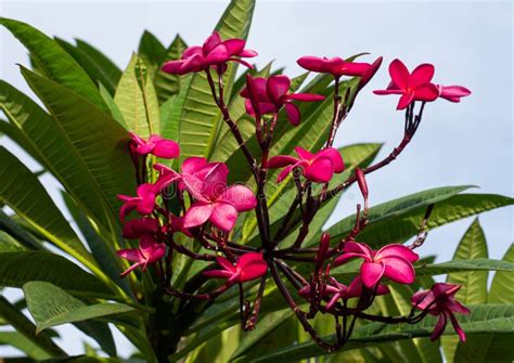 Pink Plumeria Frangipani Or Hawaiian Lei Flower Stock Image Image