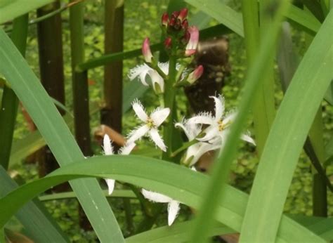 Bogbean Naturespot