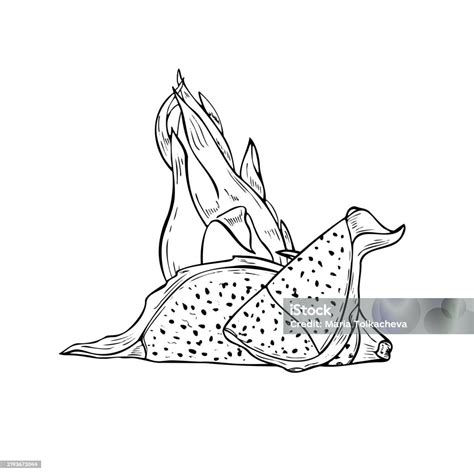 흑백 전체 절반 Pitahaya 선인장 손으로 그린 벡터 일러스트 레이 션은 선형 스타일에 검은 잉크로 그려져 있습니다 향기로운