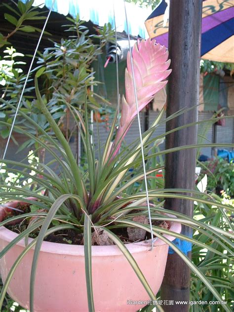 園藝達人栽培術：絕處逢生－空氣鳳梨 園藝部落格：igarden 花寶愛花園園藝文摘plus