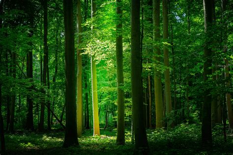 500 Green Tree Pictures Hd Download Free Images On Unsplash
