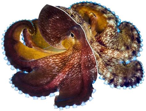Octopus Secrets The Mind Blowing Biology Behind Natures Master Of