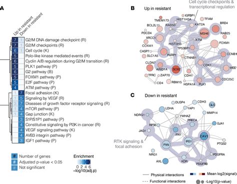 biological description of biomarker groups a msigdb gene set