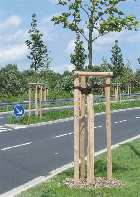 Tree Bracing Systems Gefa Fabritz