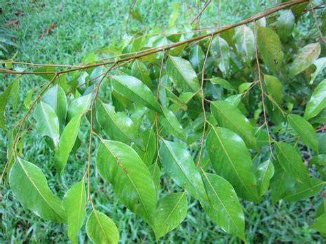 S Leavis Leaf Rimbun Dahan