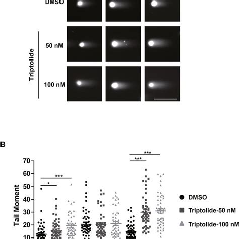Triptolide Destabilizes Genome Integrity In Human Fibroblasts A Download Scientific Diagram