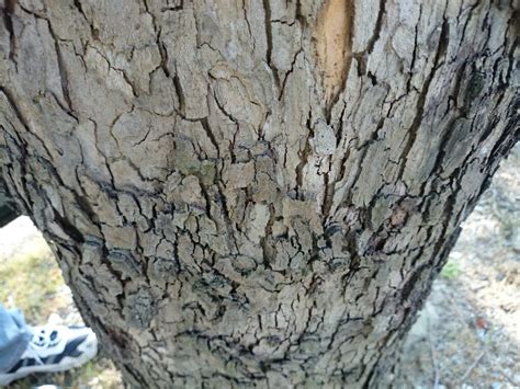 【種子植物図鑑 127】スズカケノキ科の種類は？写真一覧 Ecological Notes Web