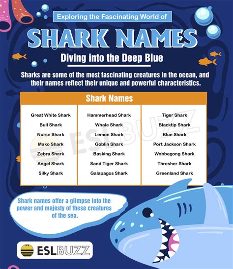 Shark Names Learn These Amazing And Unique Monikers For Learning And Play ESLBUZZ