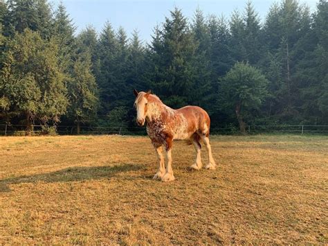 How Much Does A Clydesdale Horse Cost Wild Jolie
