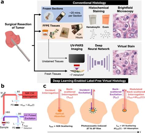 Deep Learning Enabled Realistic Virtual Histology With Ultraviolet
