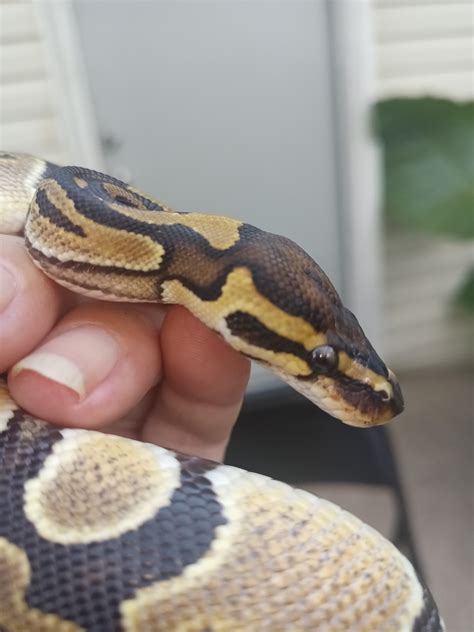 Morph Identification Help Please Ball Pythons Morphmarket Reptile