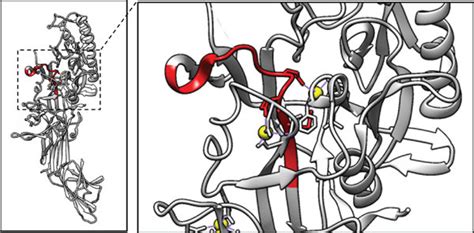 Pad2 Ribbon Structure Pdb Id 4n2c The Epitope Download