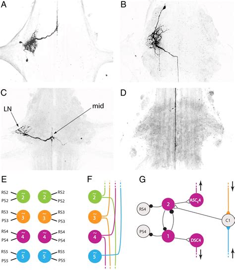 Coordination Of Rhythmic Motor Activity By Gradients Of Synaptic Strength In A Neural Circuit