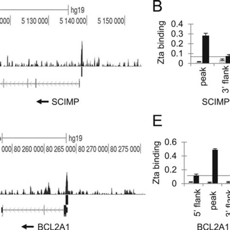 Comparison Of Zta Binding Patterns In Bl Lcl And Npc Cells A