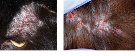 Dermatitis Cat Why Is My Cat Itching Allergies And The Feline