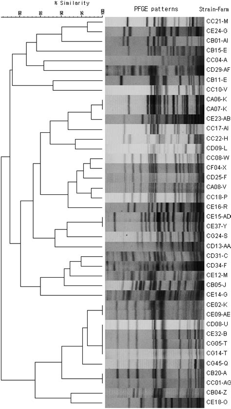 pfge patterns and dendrogram showing clustering by upgma and the dice