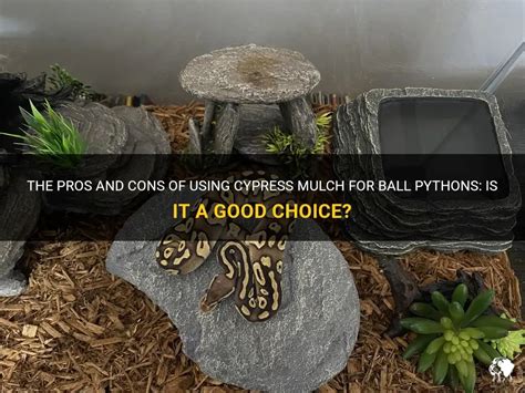The Pros And Cons Of Using Cypress Mulch For Ball Pythons Is It A Good