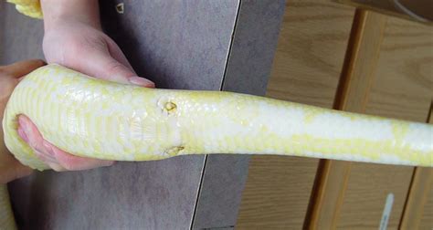Vestigial Limbs From An Actual Snake Ball Python Scrolller