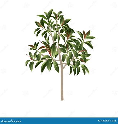 Ficus Tree Silhouette With Leaves Vector Illustration Cartoondealer