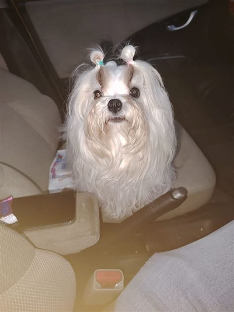 მალტიპუ პუდელი პეკინესები ყველა პატარა ჯიშის ცუგები