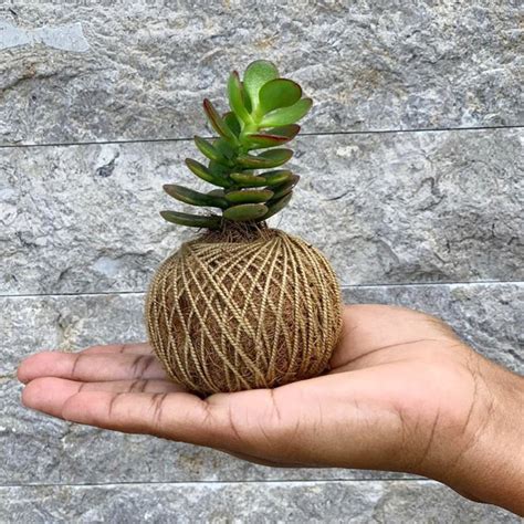Jual Kokedama Cactus Succulent Tanaman Hias Mini Gift Kado Kaktus Sukulen Di Seller Rumix