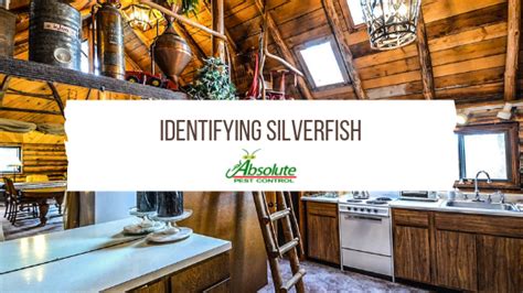 Identifying Silverfish In Your Home Home Of Absolute Pest Control