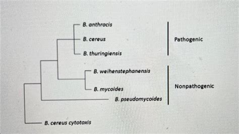 Solved Consider The Two Phylogenetic Trees Below The Tree