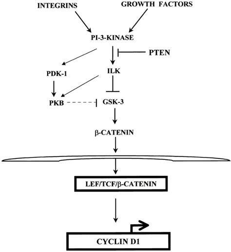 Schematic Representation Of The Regulation Of Cyclin D1 From Integrins