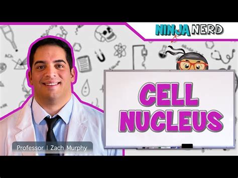 Free Video Cell Nucleus Structure And Function From Ninja Nerd Class Central