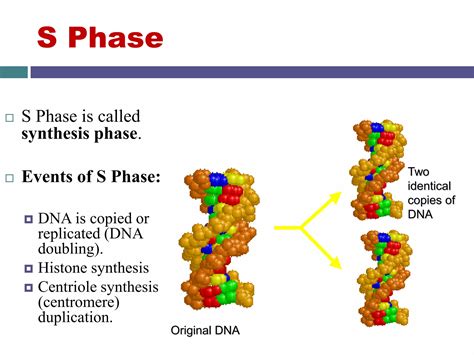 Cel Cycle And Its Regulation Pptx
