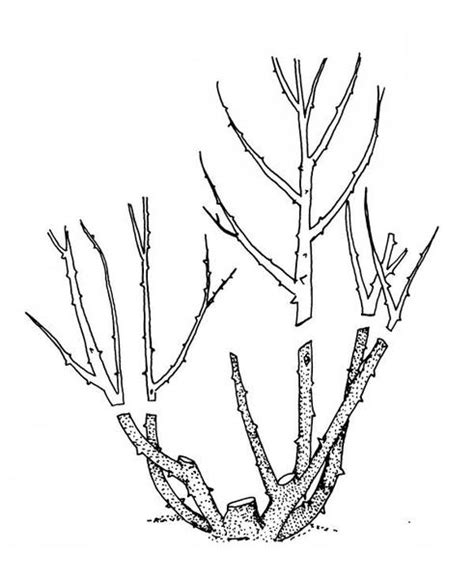 Shrubs Drawing At GetDrawings Free Download
