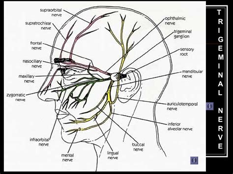 Mandibular Nerve Branches Diagram