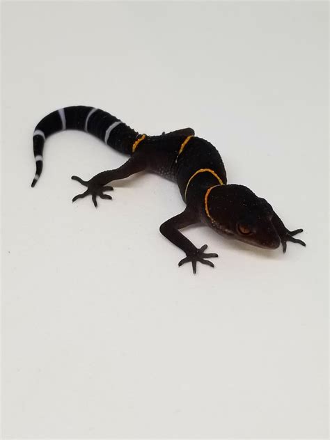 Chinese Cave Gecko Goniurosaurus Hainanensis