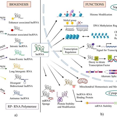 A Schematic Representation Of Different Classes Of Non Coding RNAs